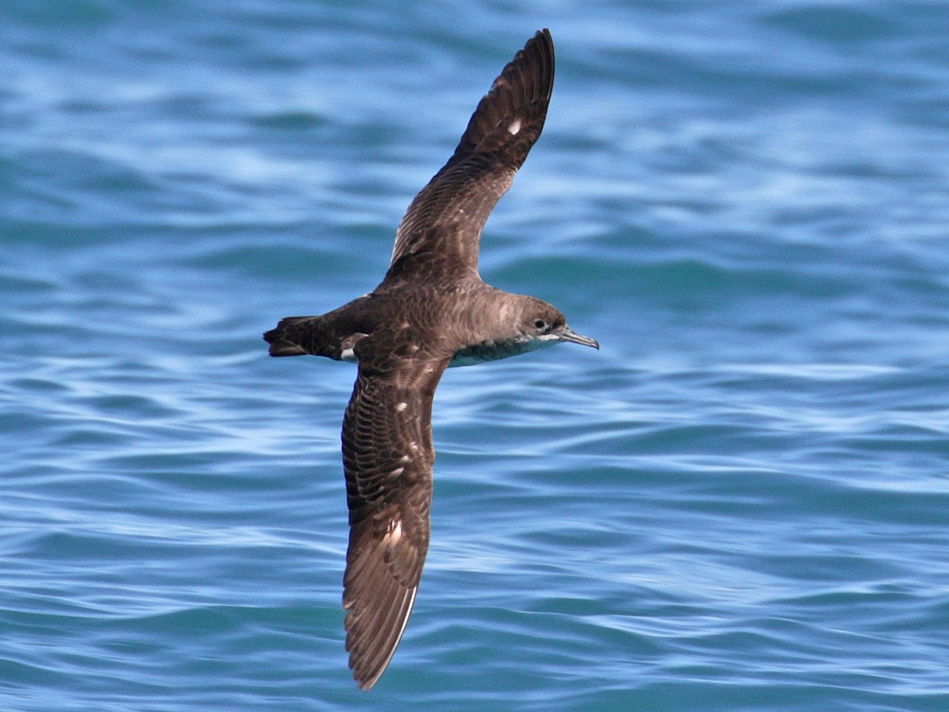 Hutton's Shearwater - eBird