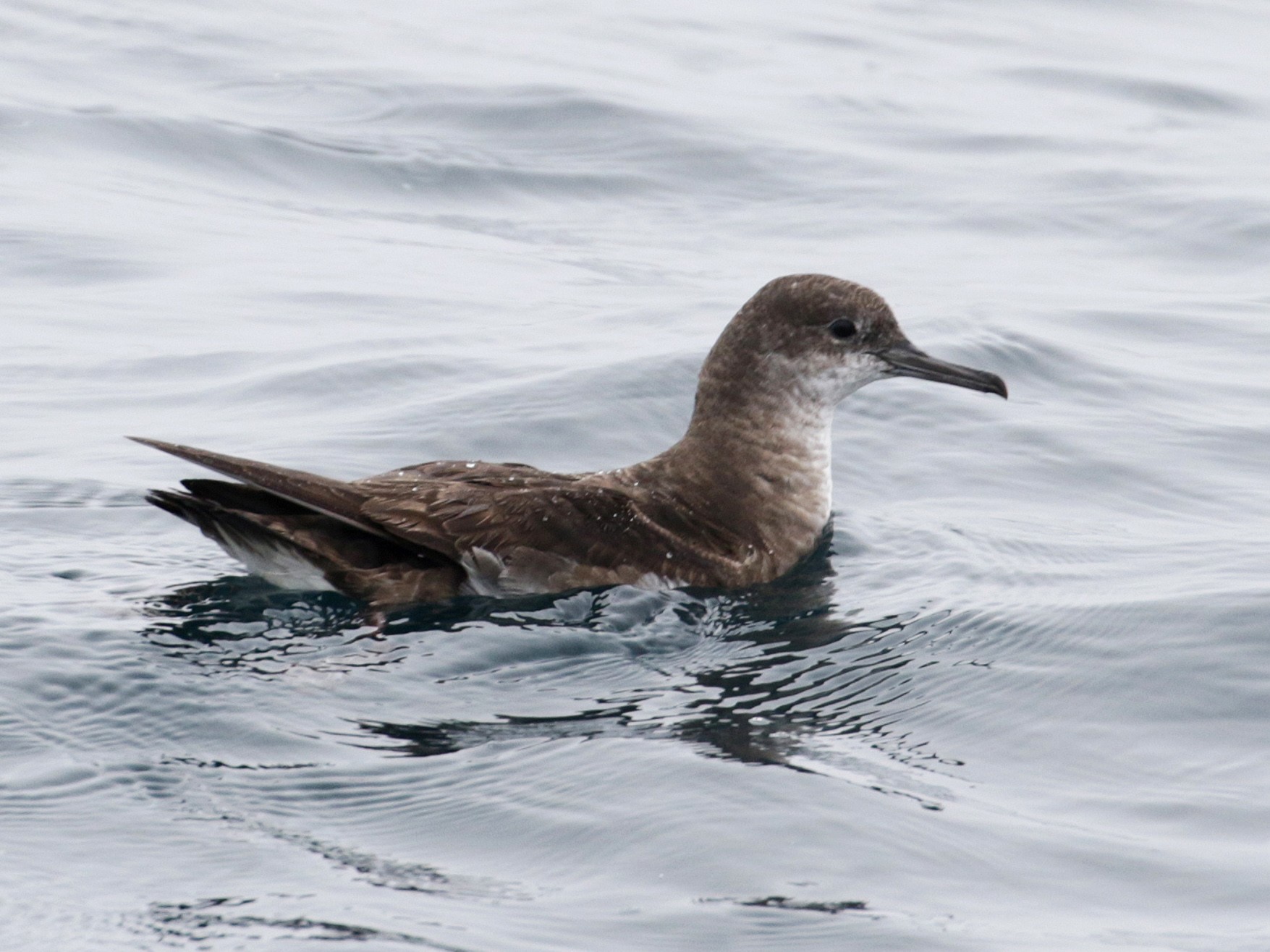 Hutton's Shearwater - eBird