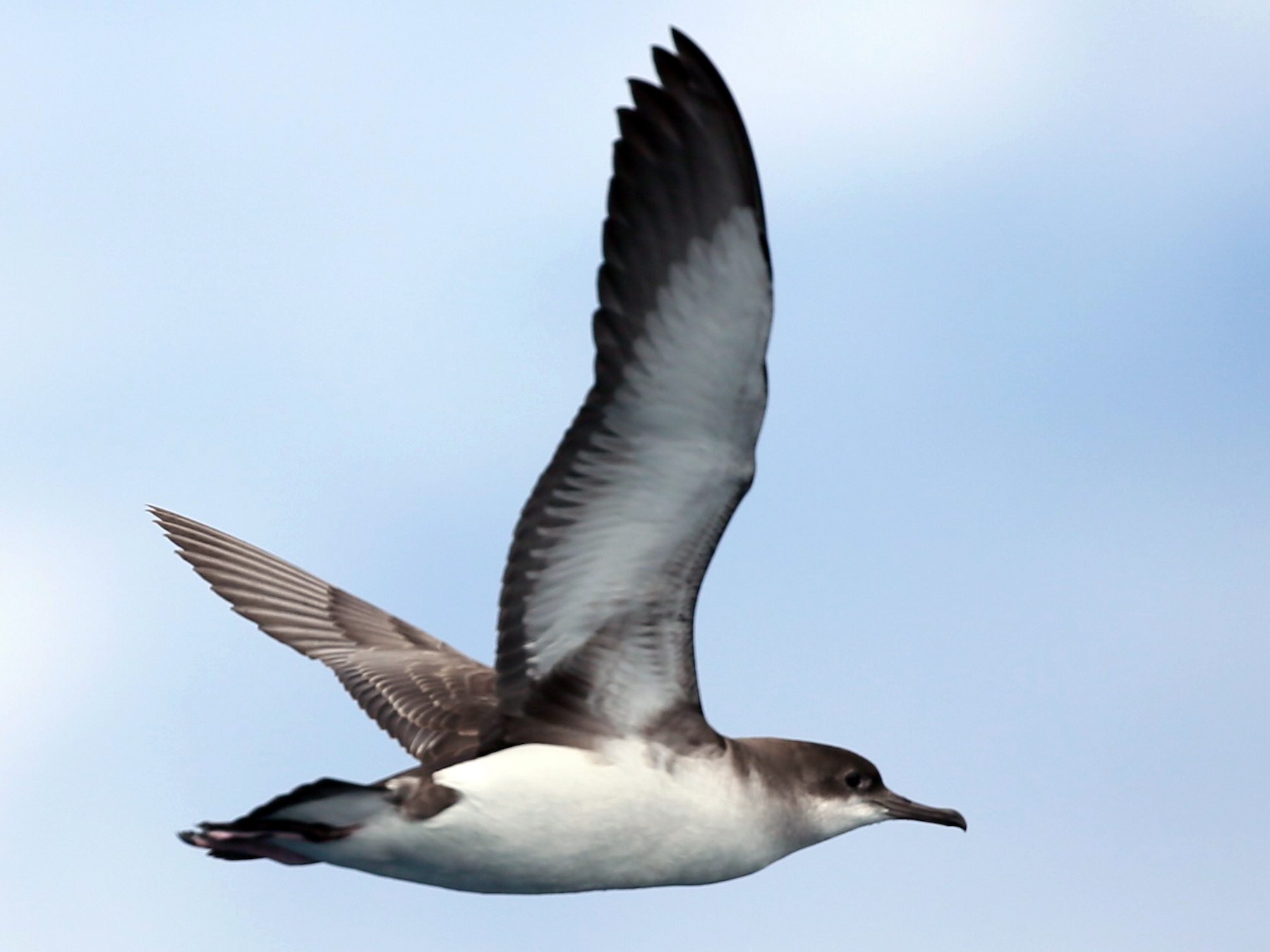 Fluttering Shearwater - eBird