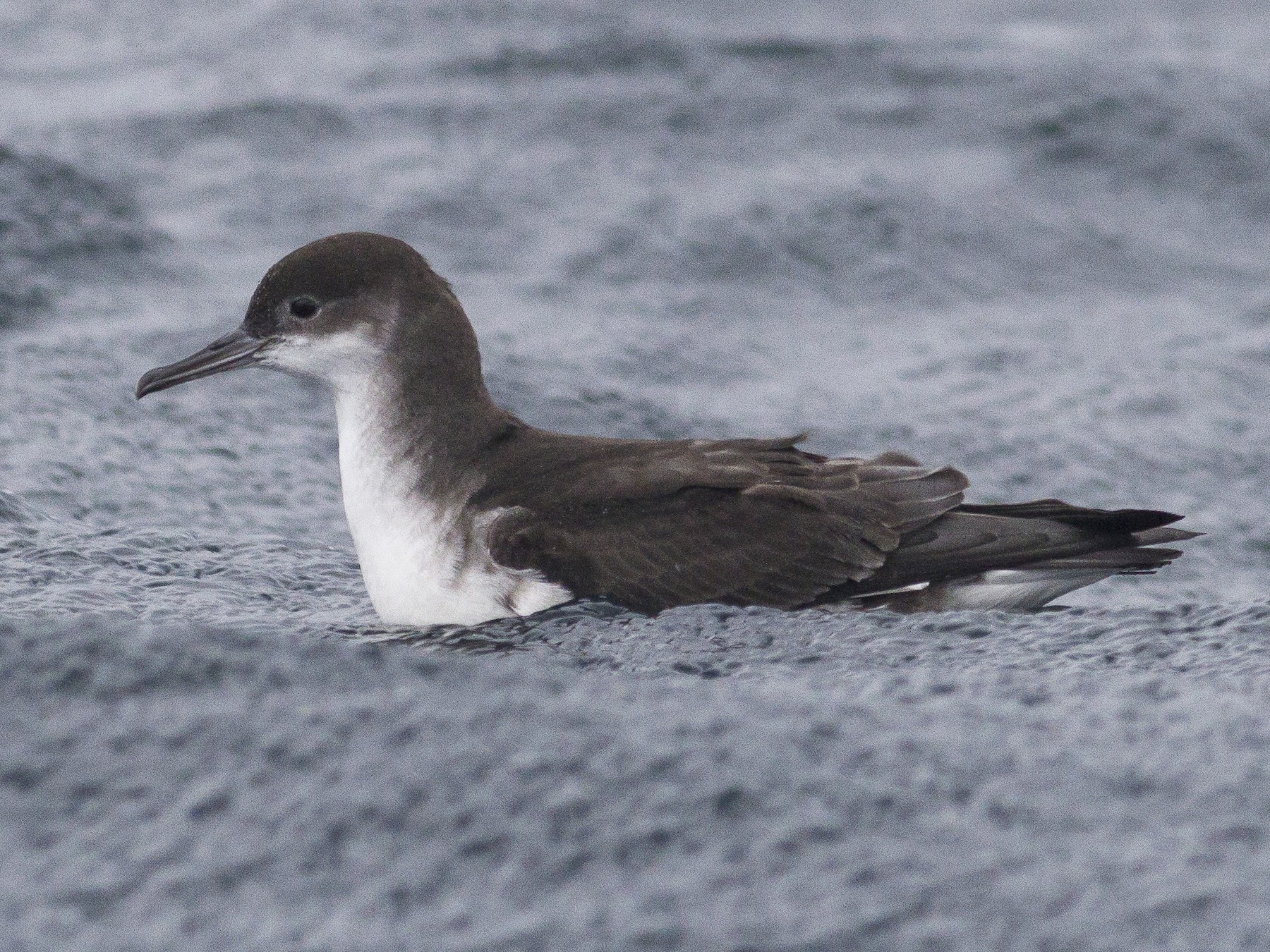 Fluttering Shearwater - eBird