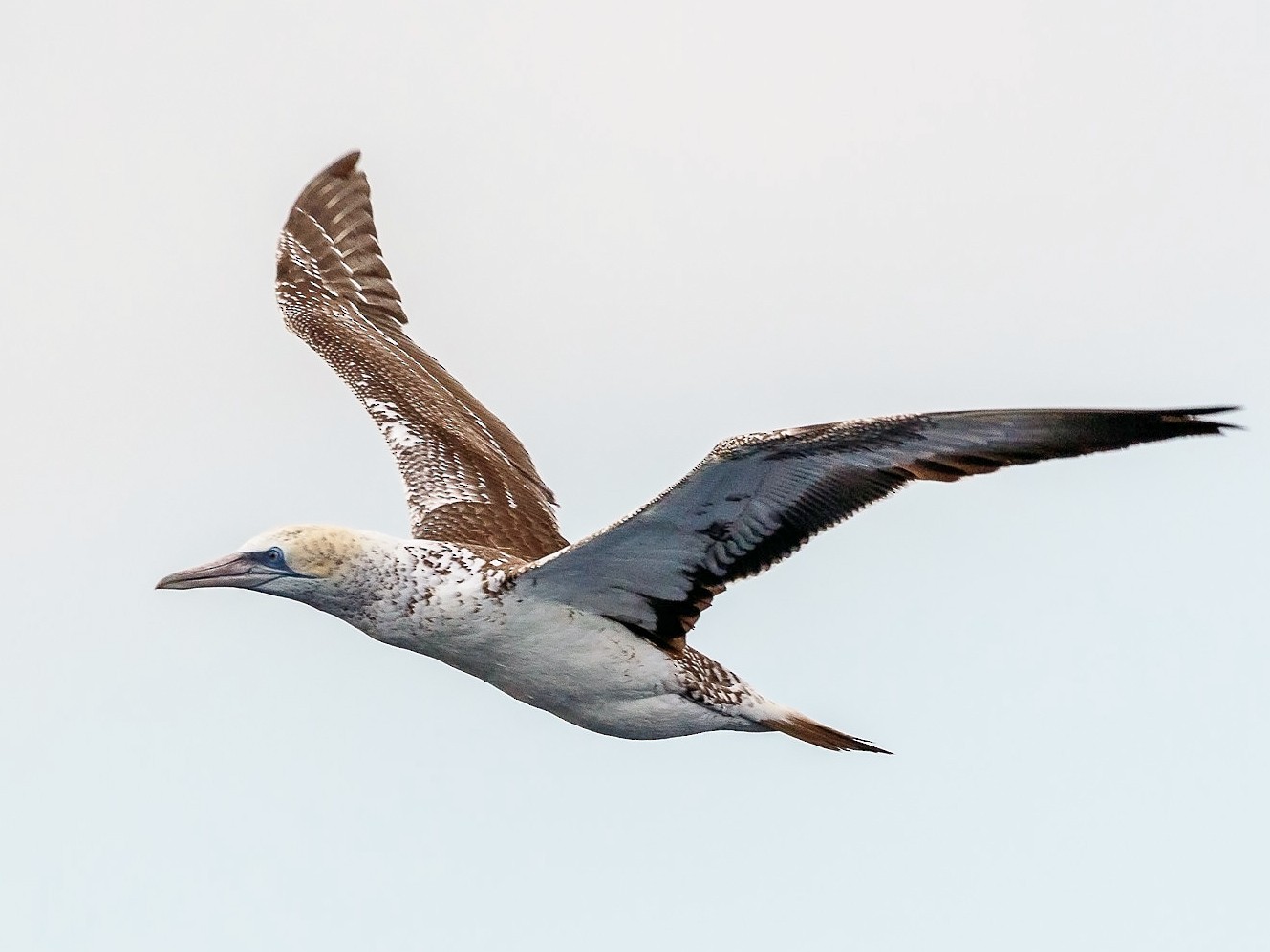 Australasian Gannet - eBird