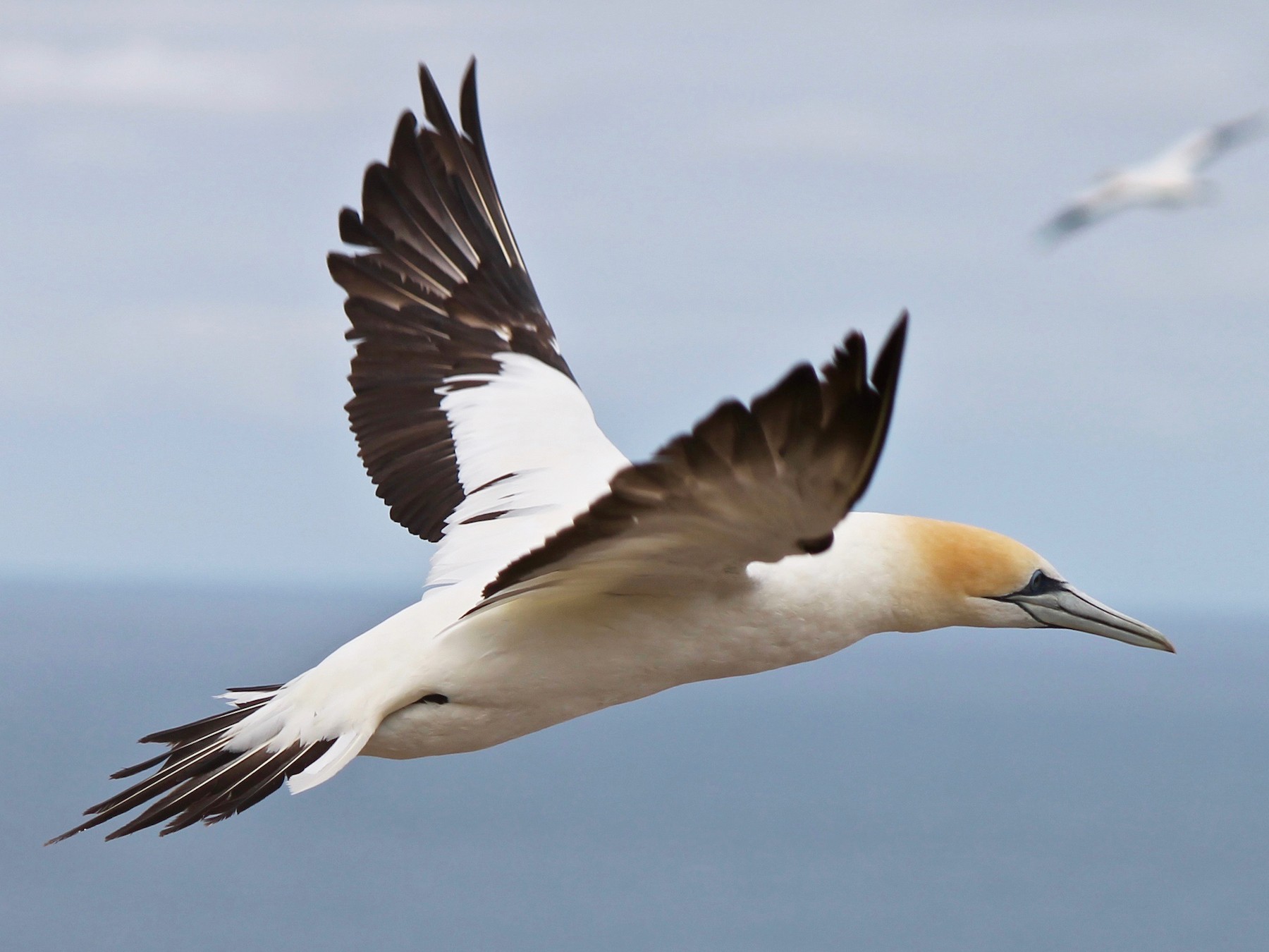 Australasian Gannet - eBird