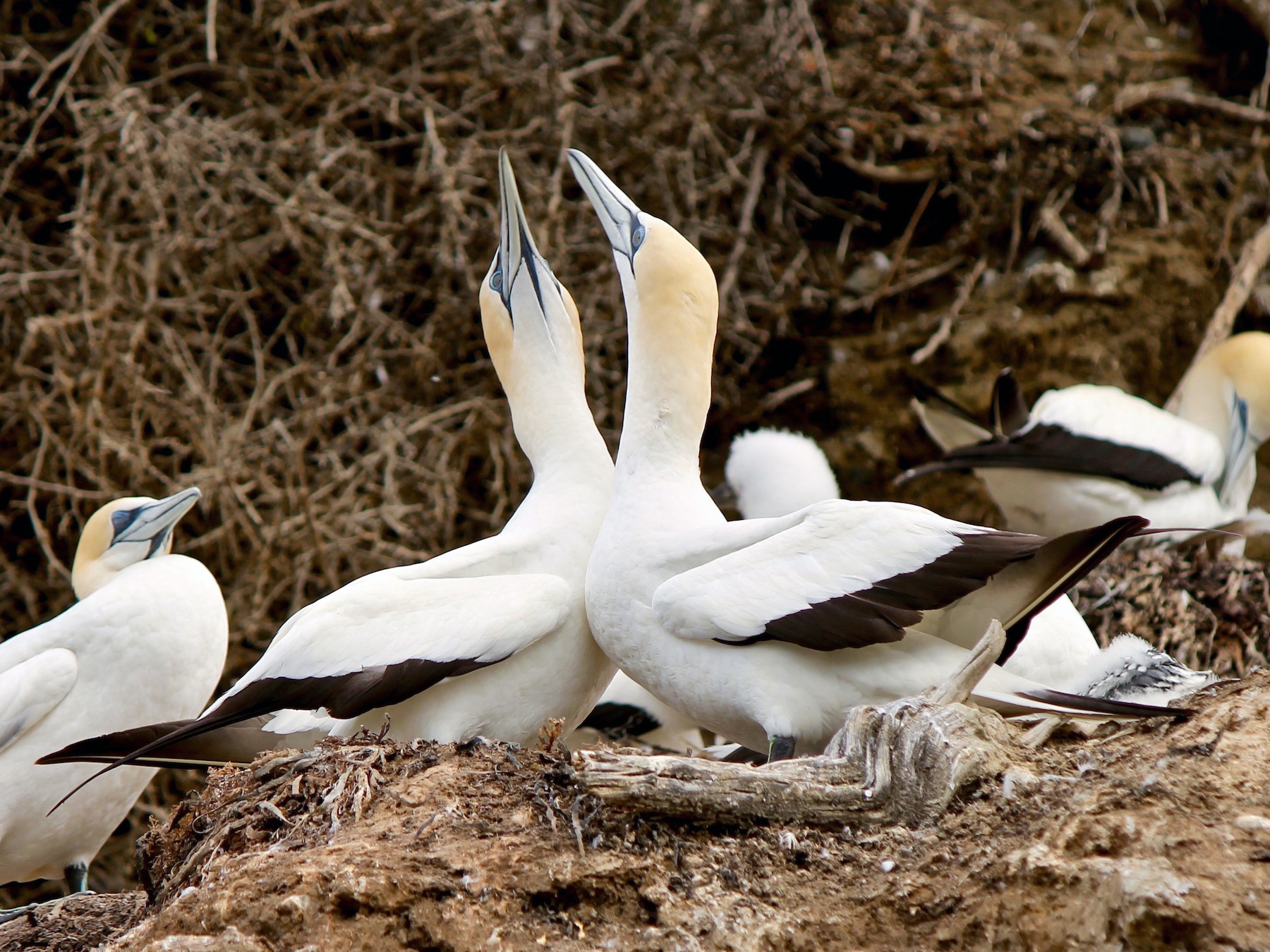 Australasian Gannet - eBird