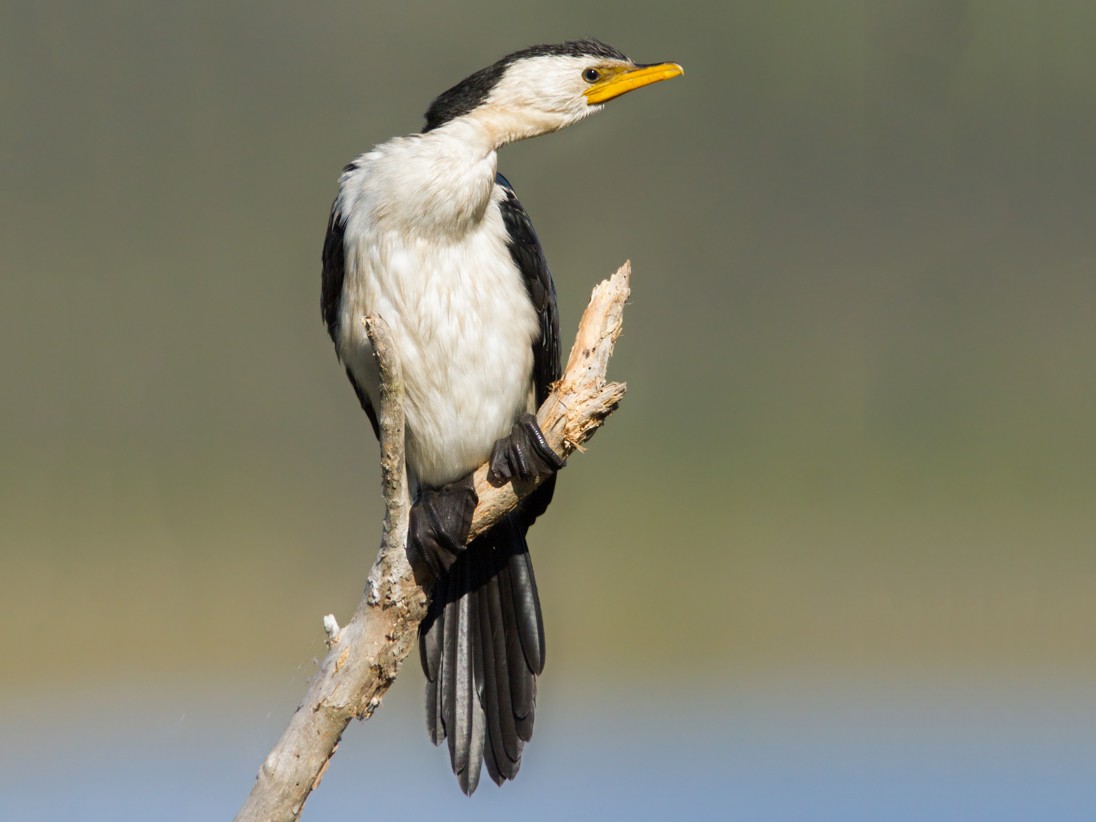 Little Pied Cormorant - eBird