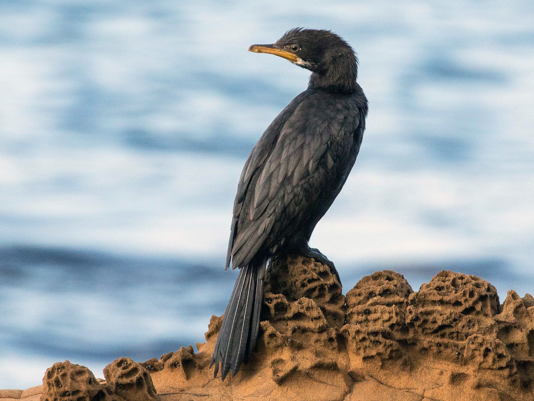 Little Pied Cormorant - eBird