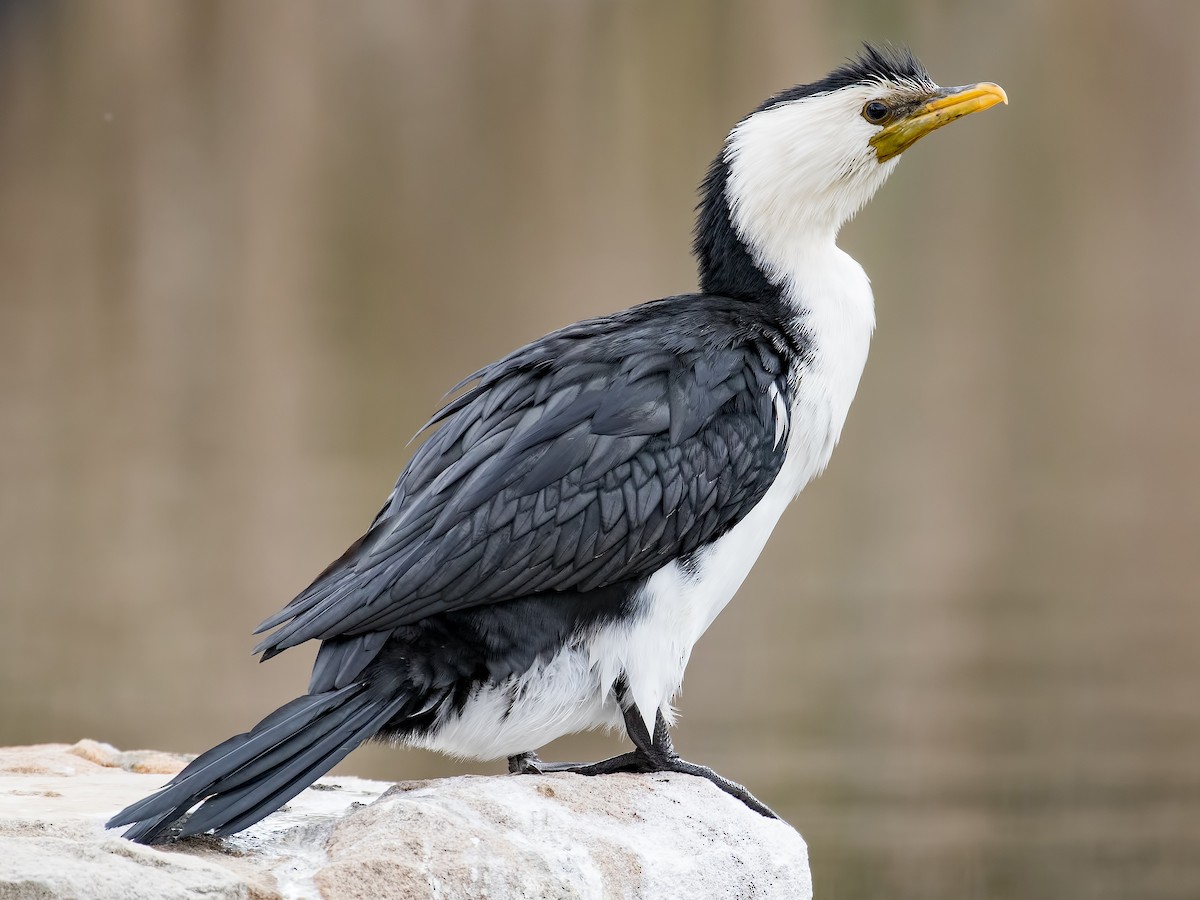 Little Pied Cormorant - Microcarbo melanoleucos - Birds of the World