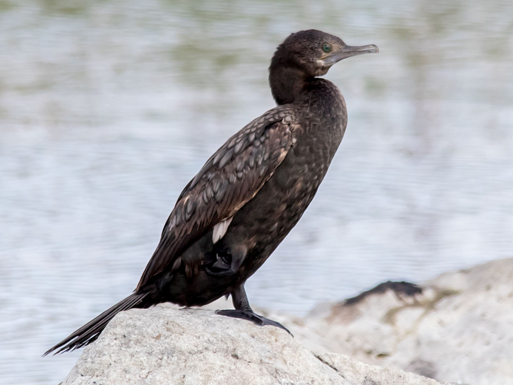 Little Black Cormorant - eBird