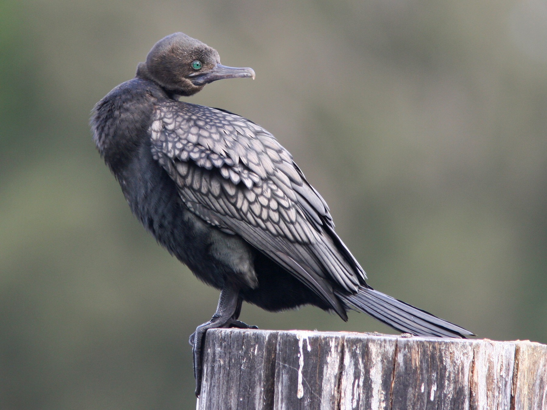 Little Black Cormorant - eBird