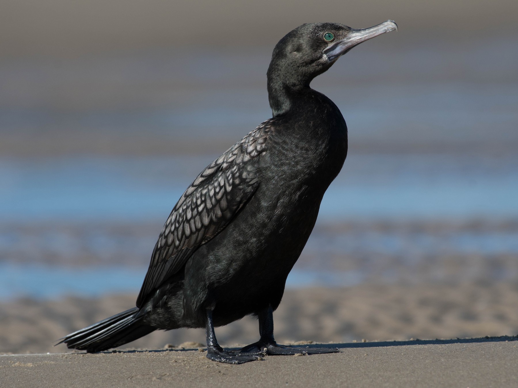 Little Black Cormorant - eBird