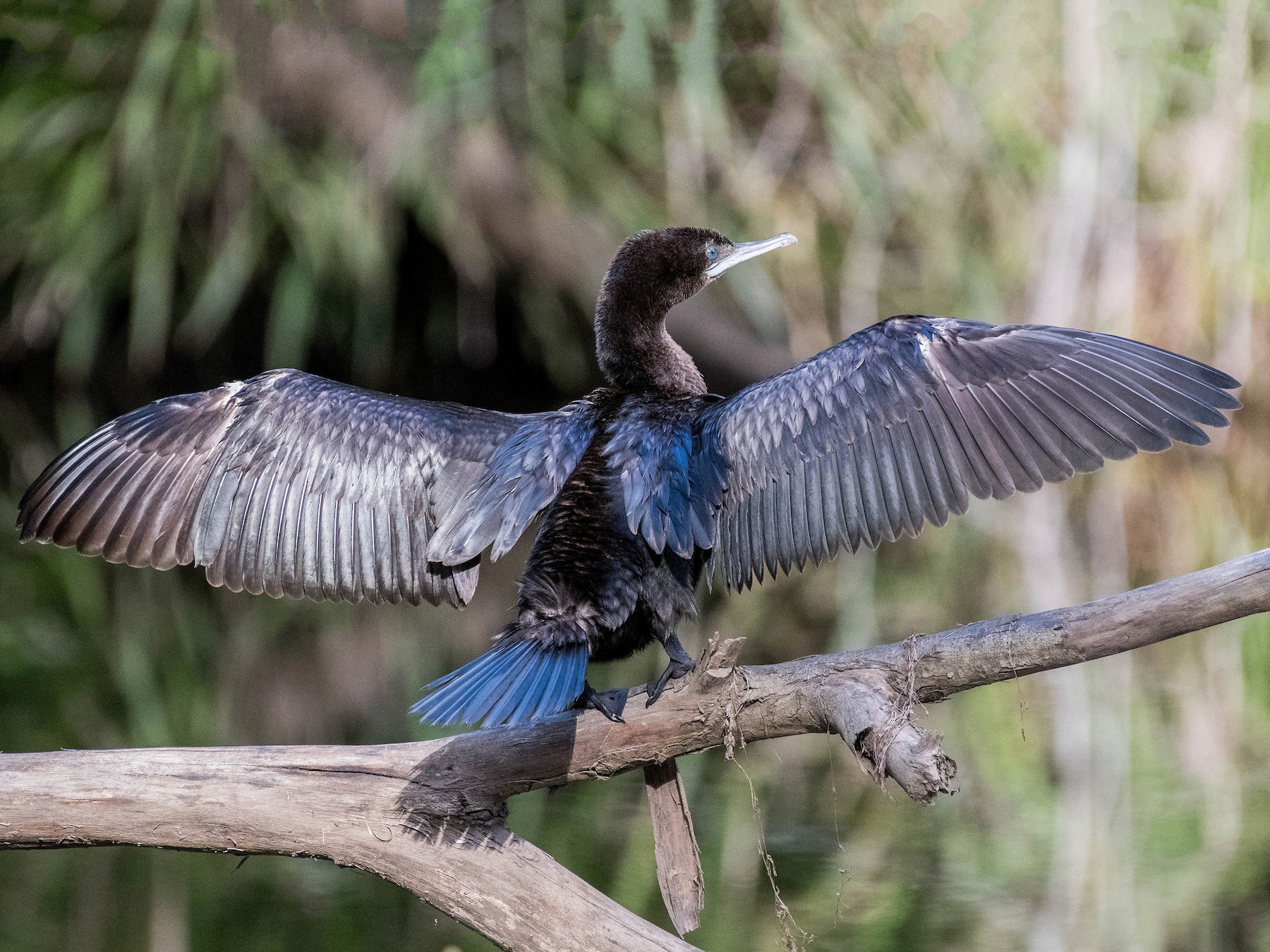 Little Black Cormorant - eBird