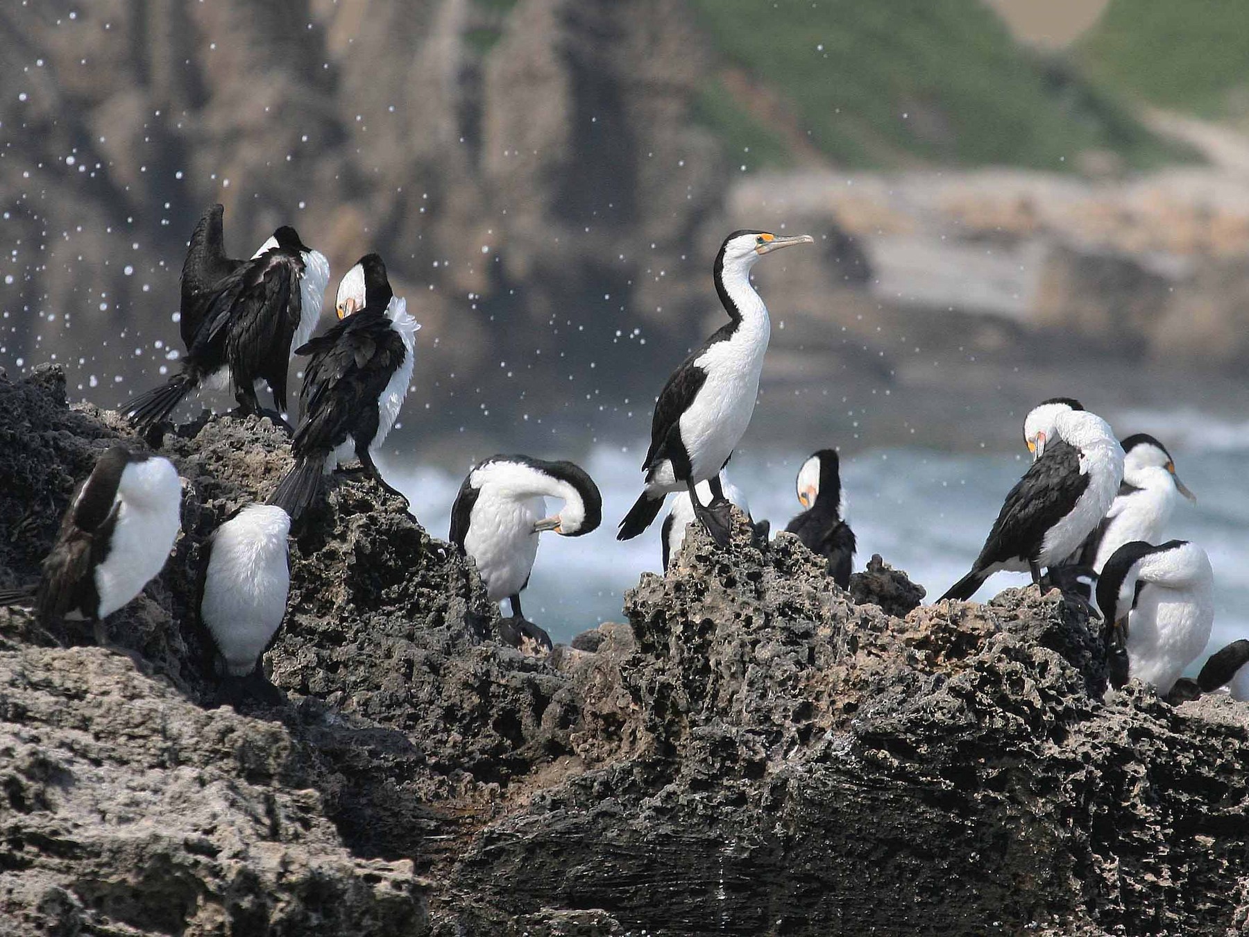 Cormoran varié - eBird