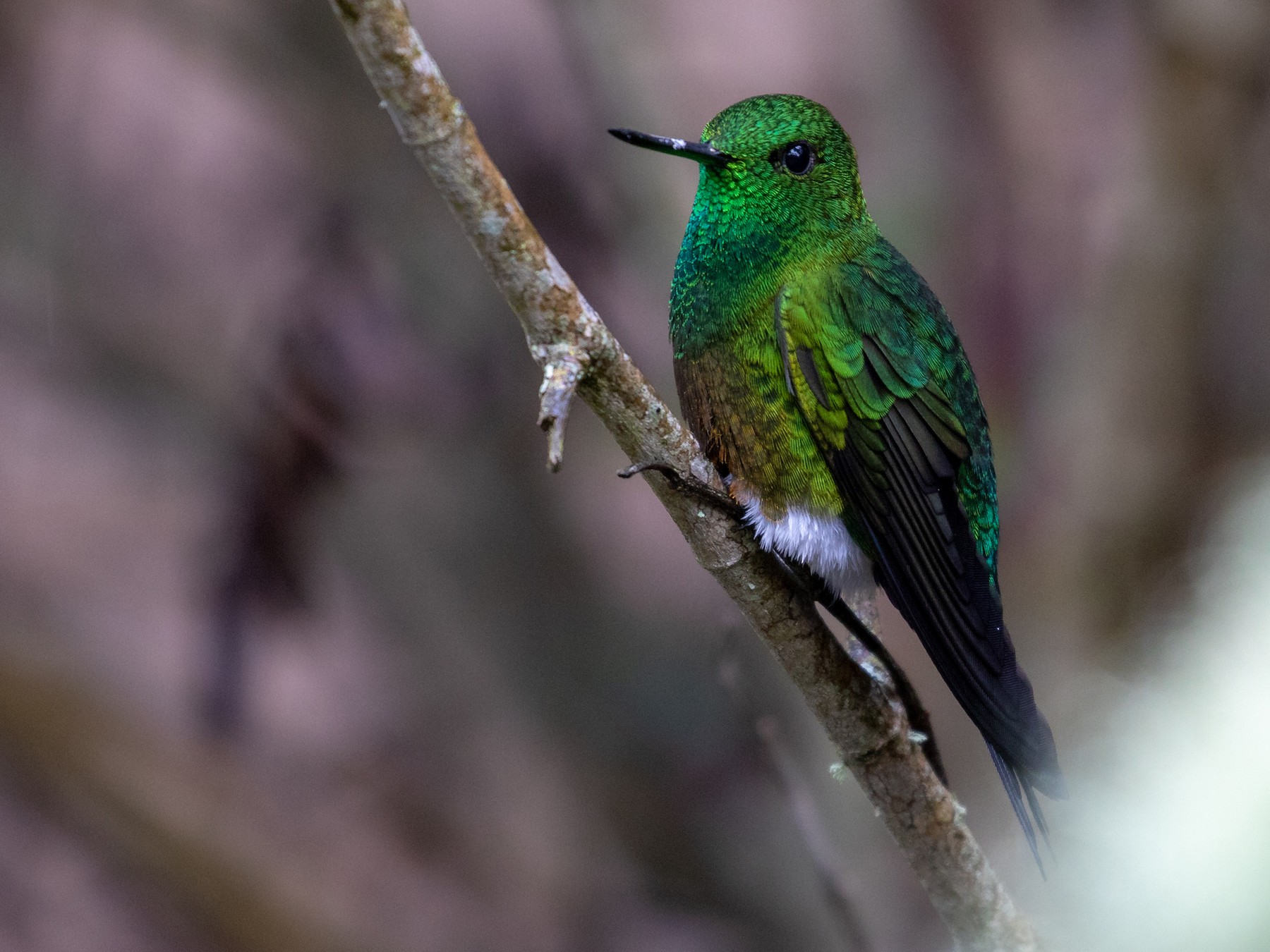 Coppery-bellied Puffleg - eBird