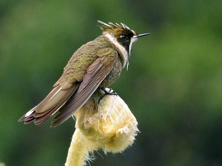 Green-bearded Helmetcrest - eBird