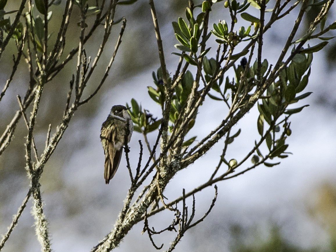 Colibrí Chivito de Bogotá - eBird