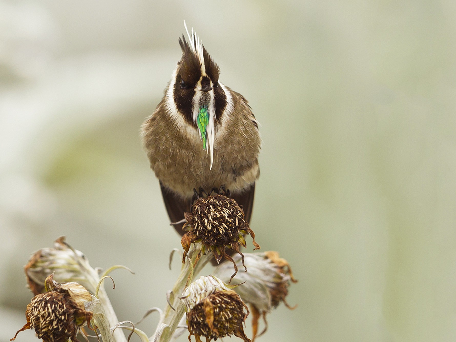 Green-bearded Helmetcrest - eBird