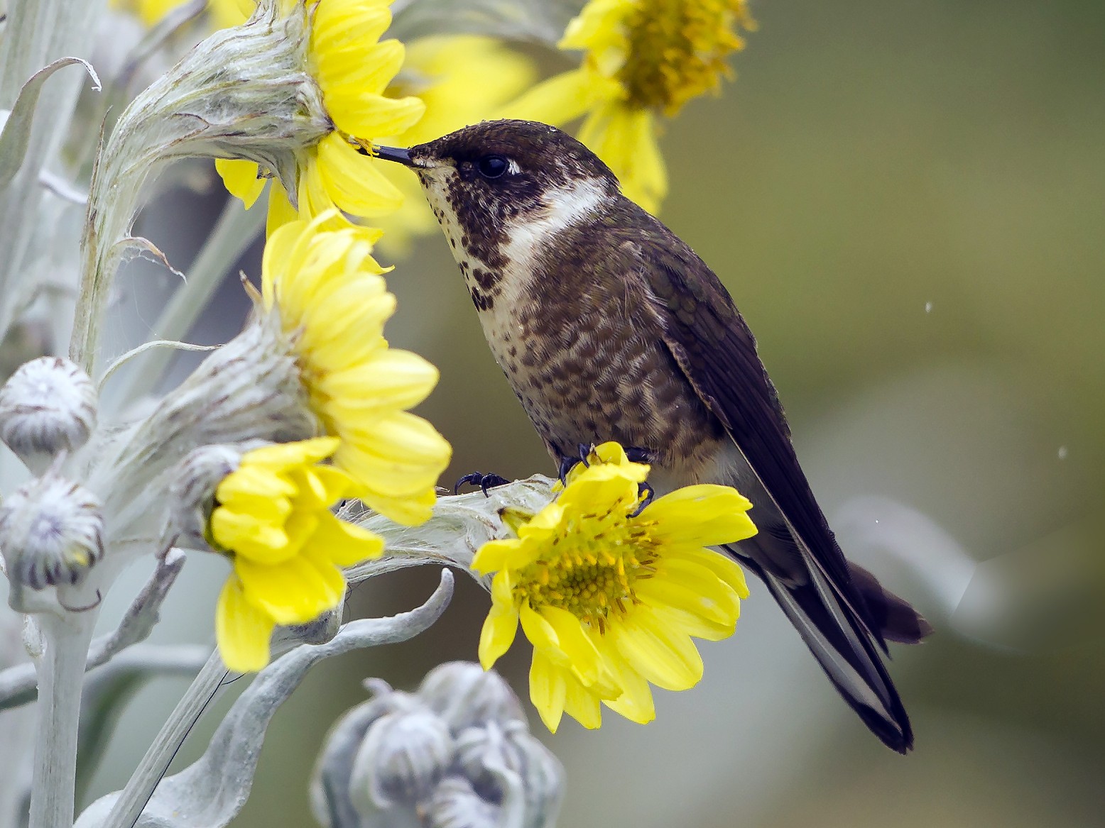 Green-bearded Helmetcrest - eBird