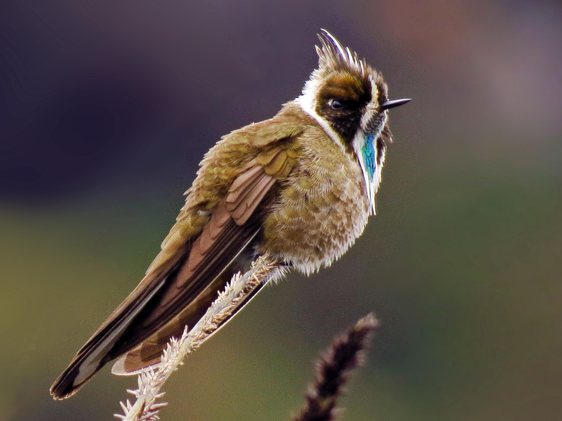 Green-bearded Helmetcrest - eBird