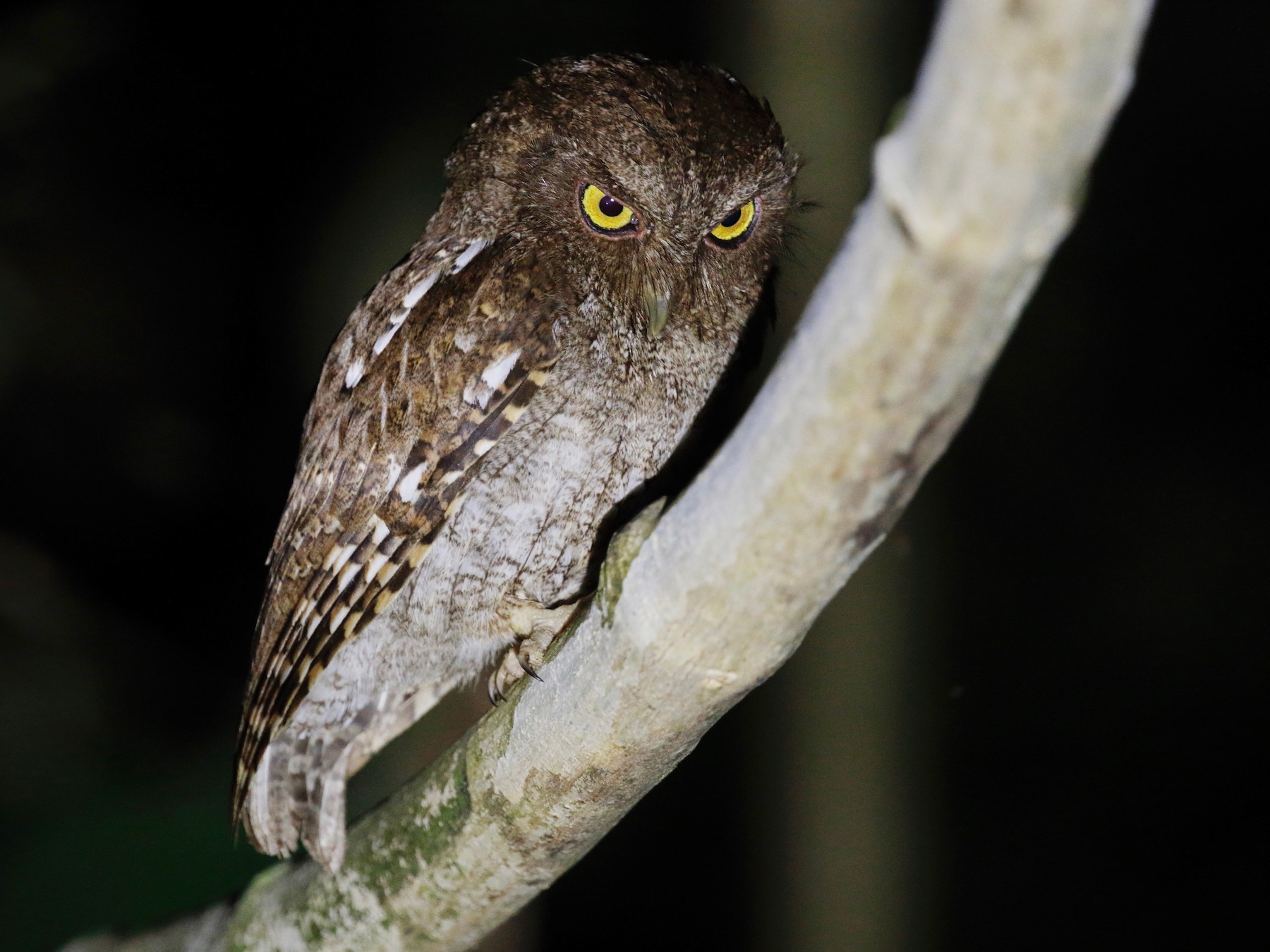 Choco Screech-Owl - eBird