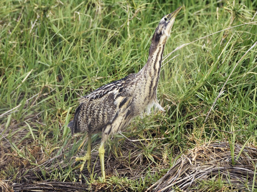 Australasian Bittern - eBird