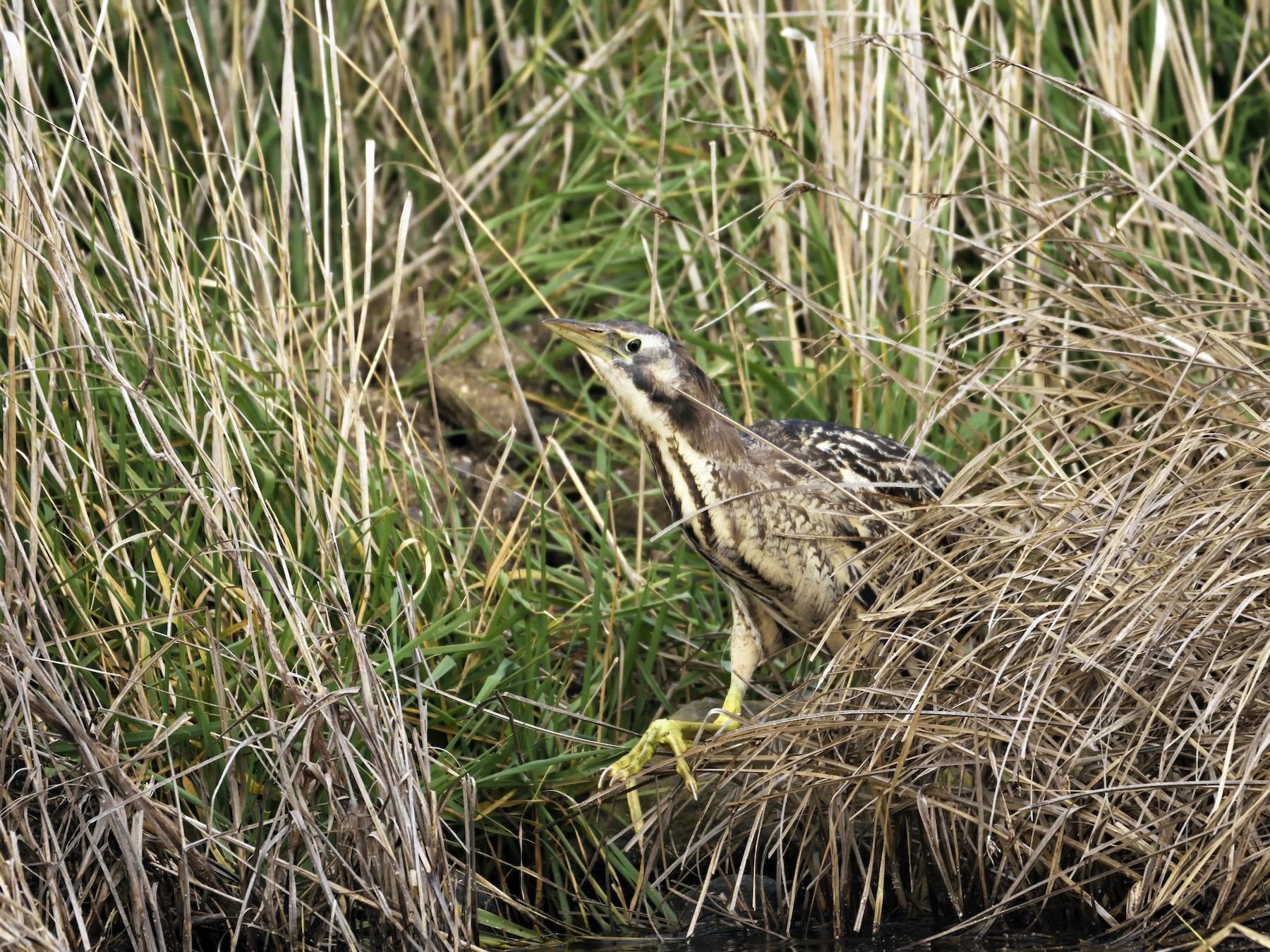 Australasian Bittern - eBird