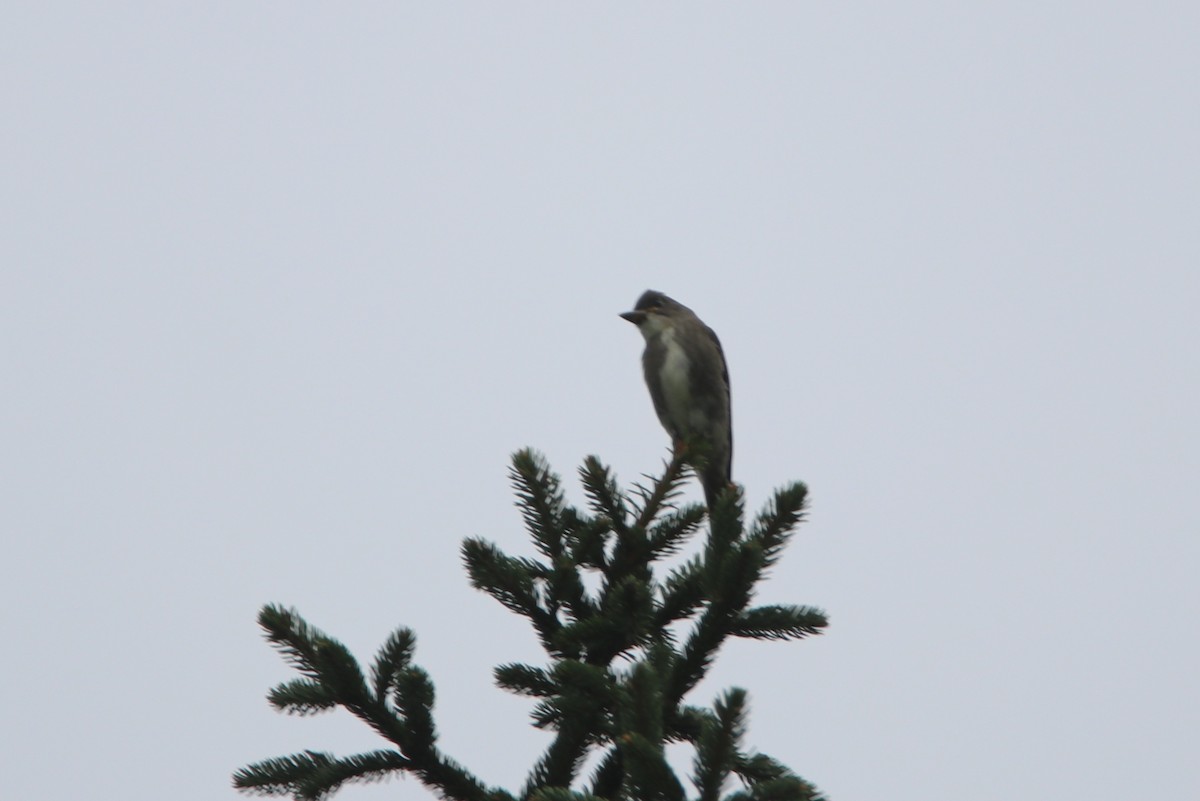 eBird Checklist - 28 Sep 2018 - North Spencer Marsh, Michigan Hollow ...