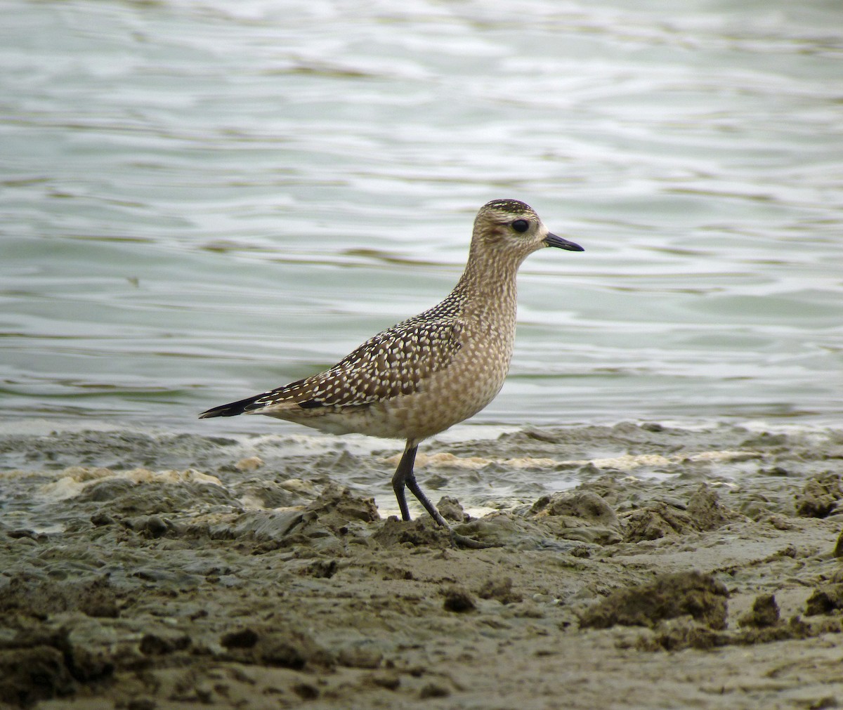 eBird Checklist - 28 Sep 2018 - Harrison Reservoir including all lake ...