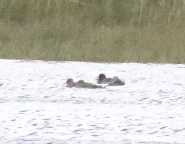 eBird Checklist - 26 Sep 2018 - Adak Island - 33 species