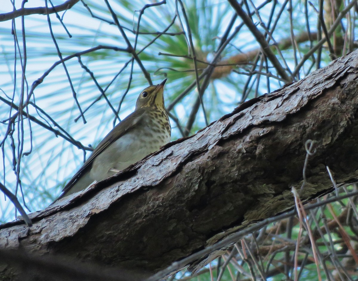 eBird Checklist - 29 Sep 2018 - Loxahatchee River District - Limited ...