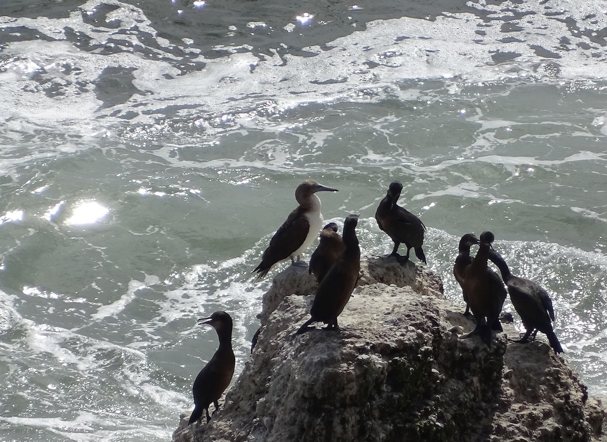 eBird Checklist - 30 Sep 2018 - Pt. Reyes--Chimney Rock (DO NOT INCLUDE ...