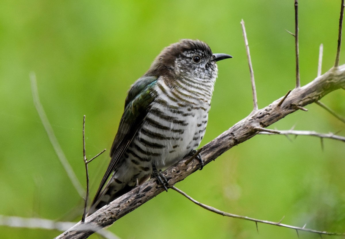 Shining Bronze-Cuckoo - Chrysococcyx lucidus - Media Search - Macaulay ...
