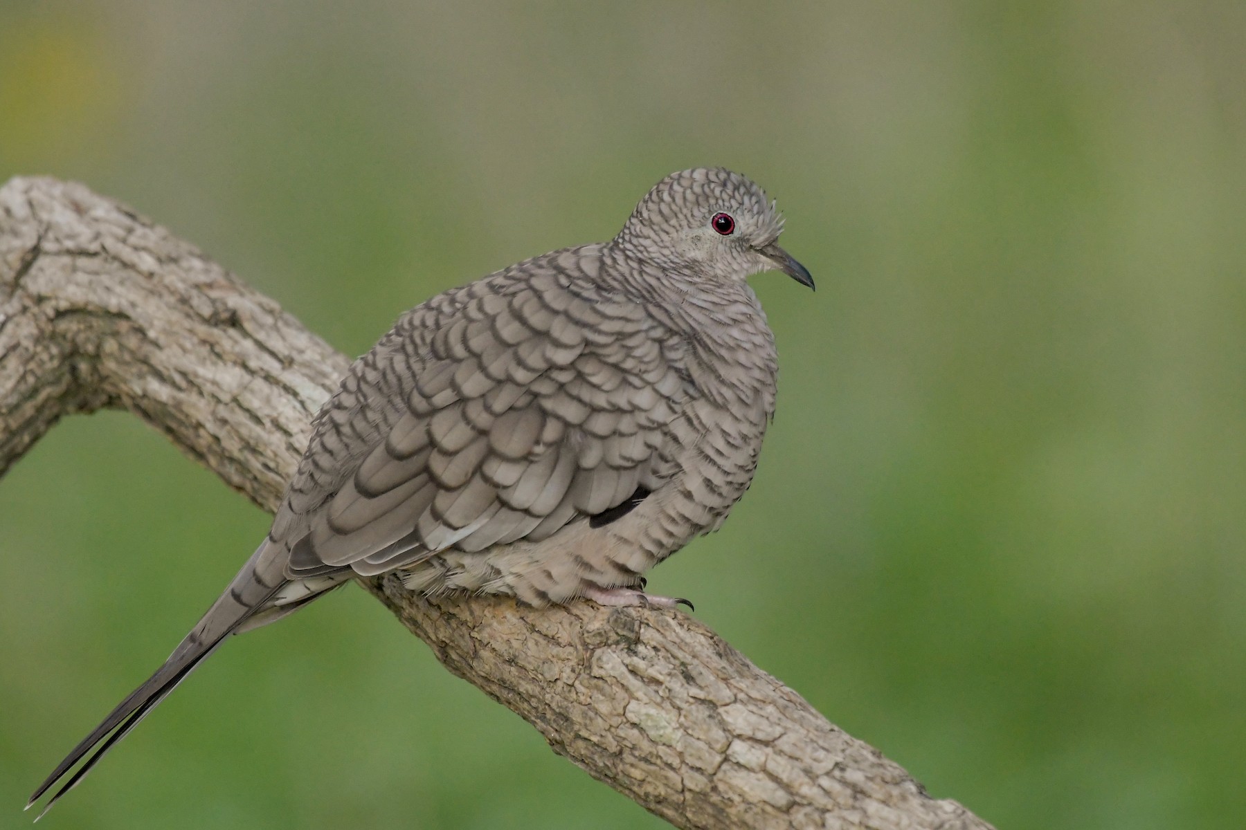 Colombe inca - eBird