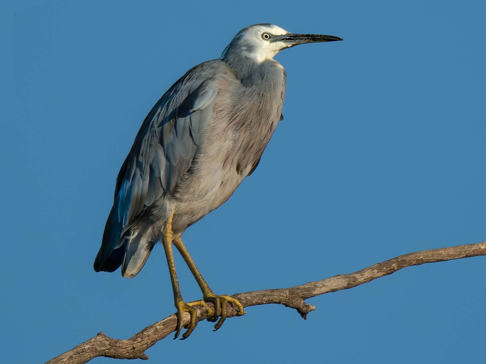 White-faced Heron - eBird
