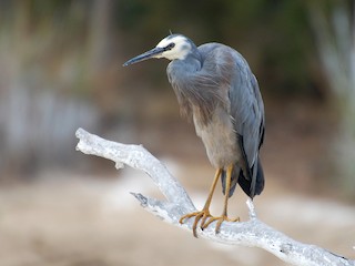 White-faced Heron - eBird
