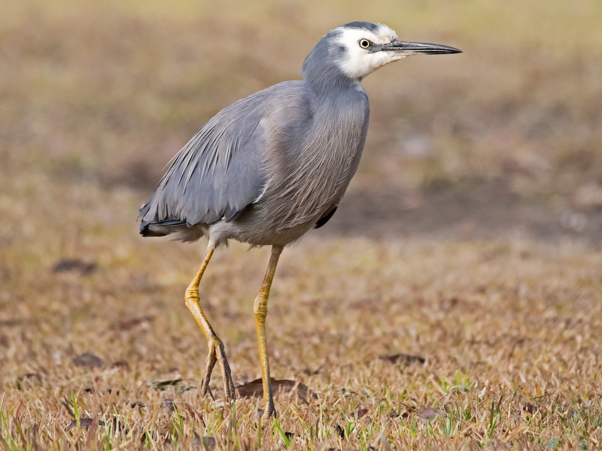 White-faced Heron - Egretta novaehollandiae - Birds of the World