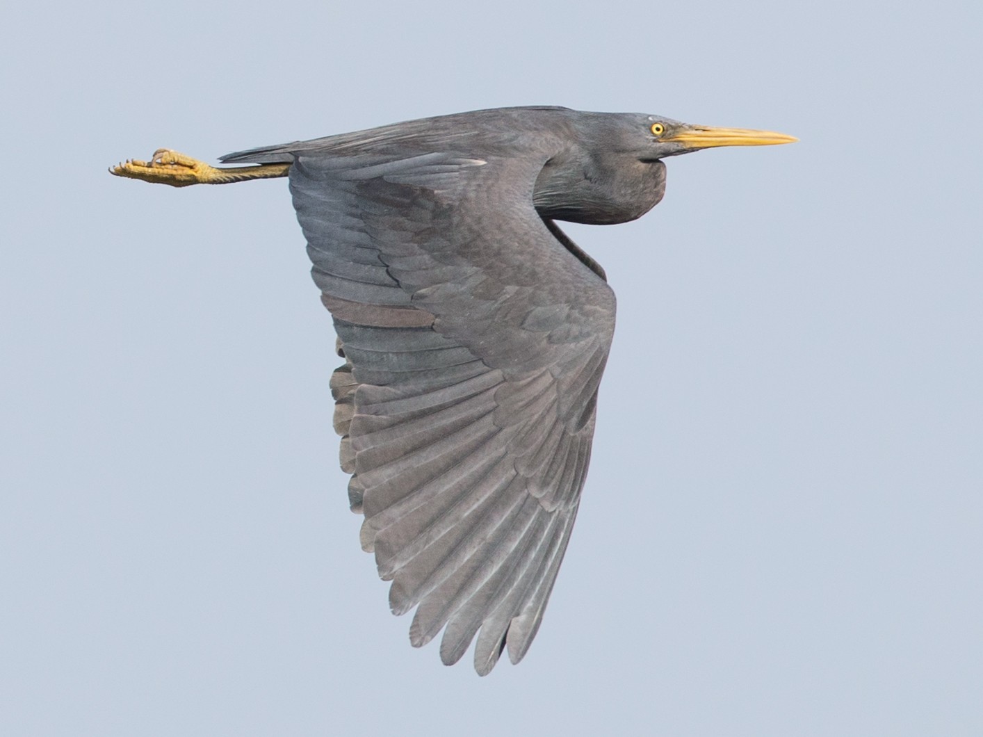 Pacific Reef-Heron - eBird