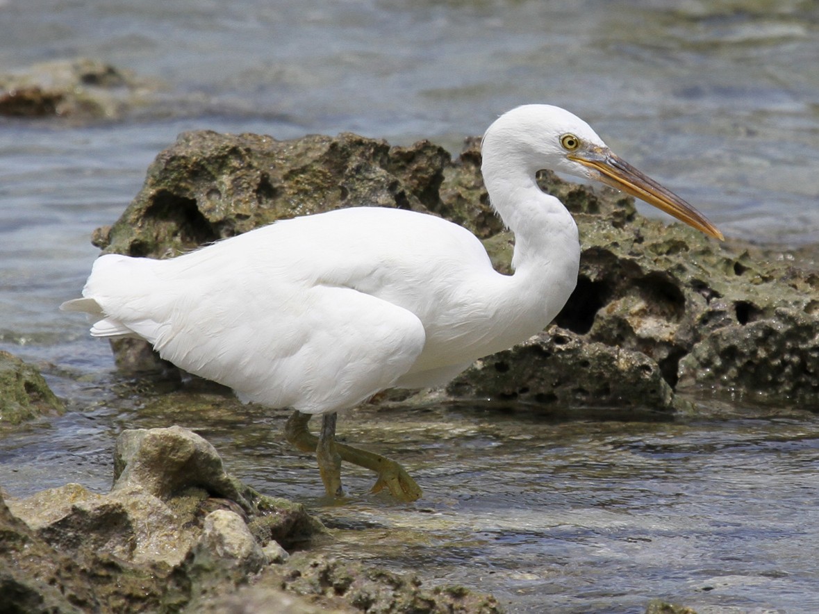 Pacific Reef-Heron - eBird