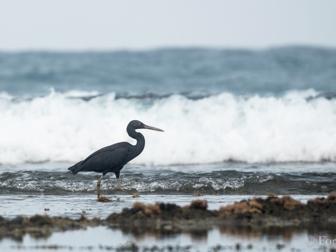 Pacific Reef-Heron - eBird