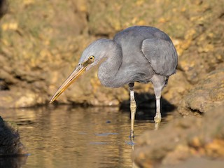 Pacific Reef-Heron - eBird