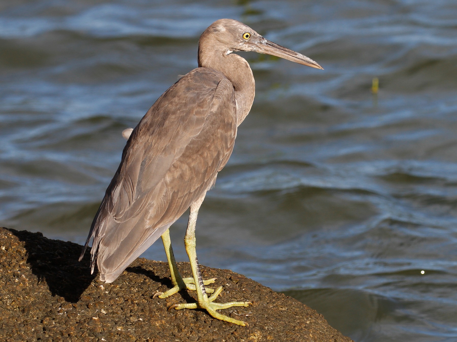 Pacific Reef-Heron - eBird