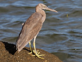 Pacific Reef-Heron - eBird
