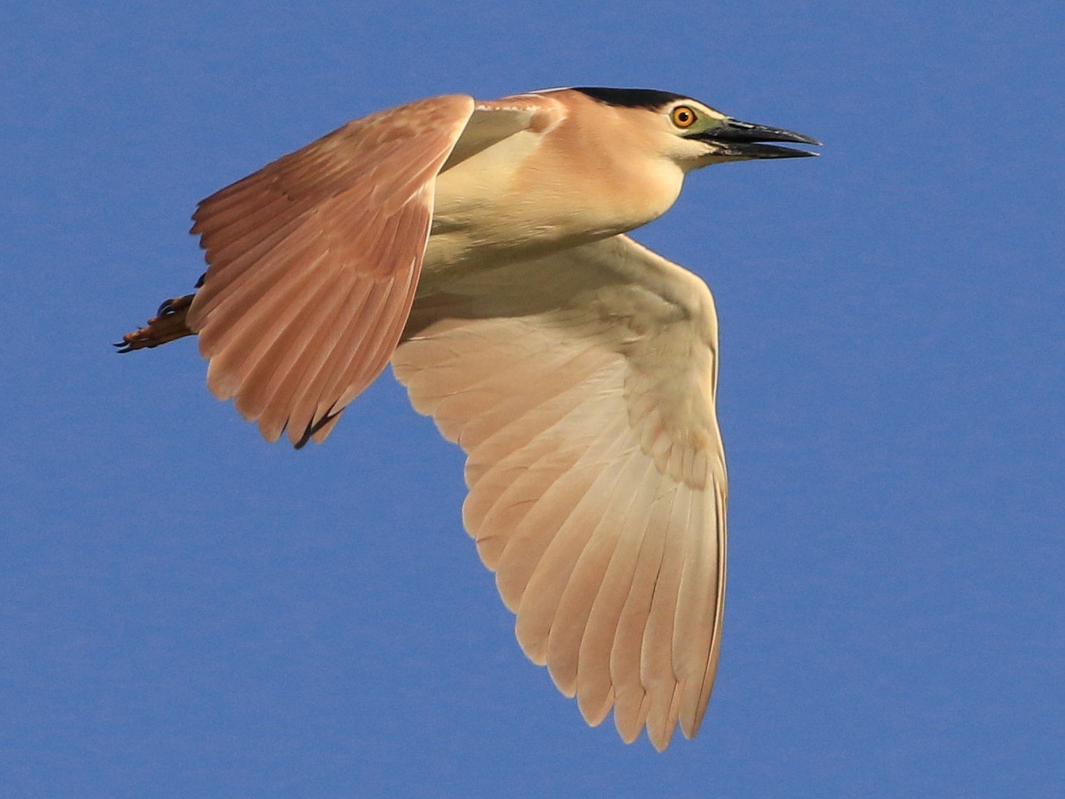 Nankeen Night-Heron - eBird