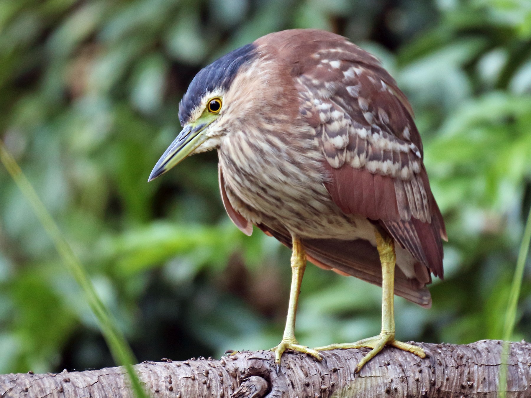 Nankeen Night-Heron - eBird