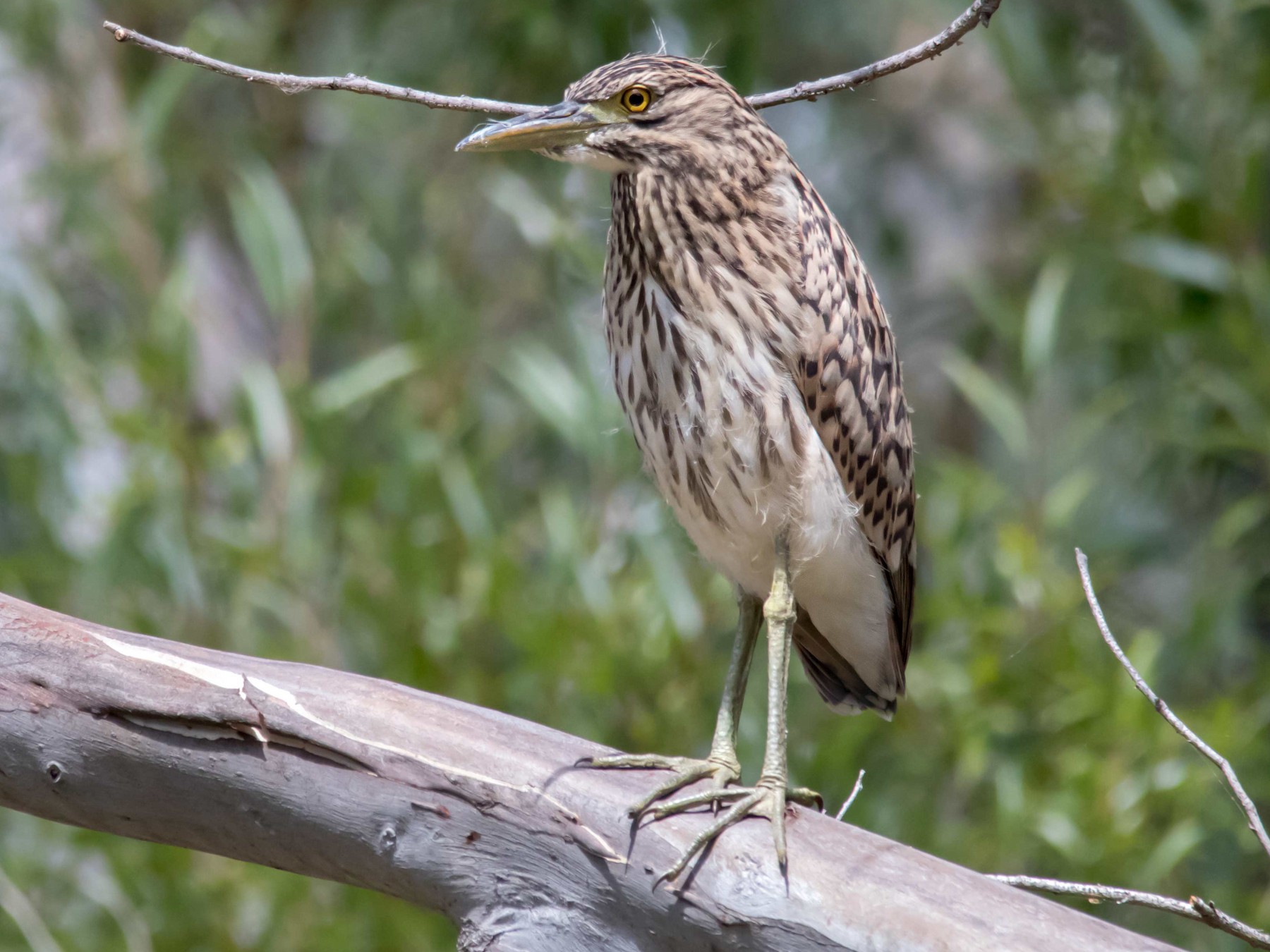 Nankeen Night-Heron - eBird