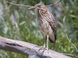 Nankeen Night Heron - eBird