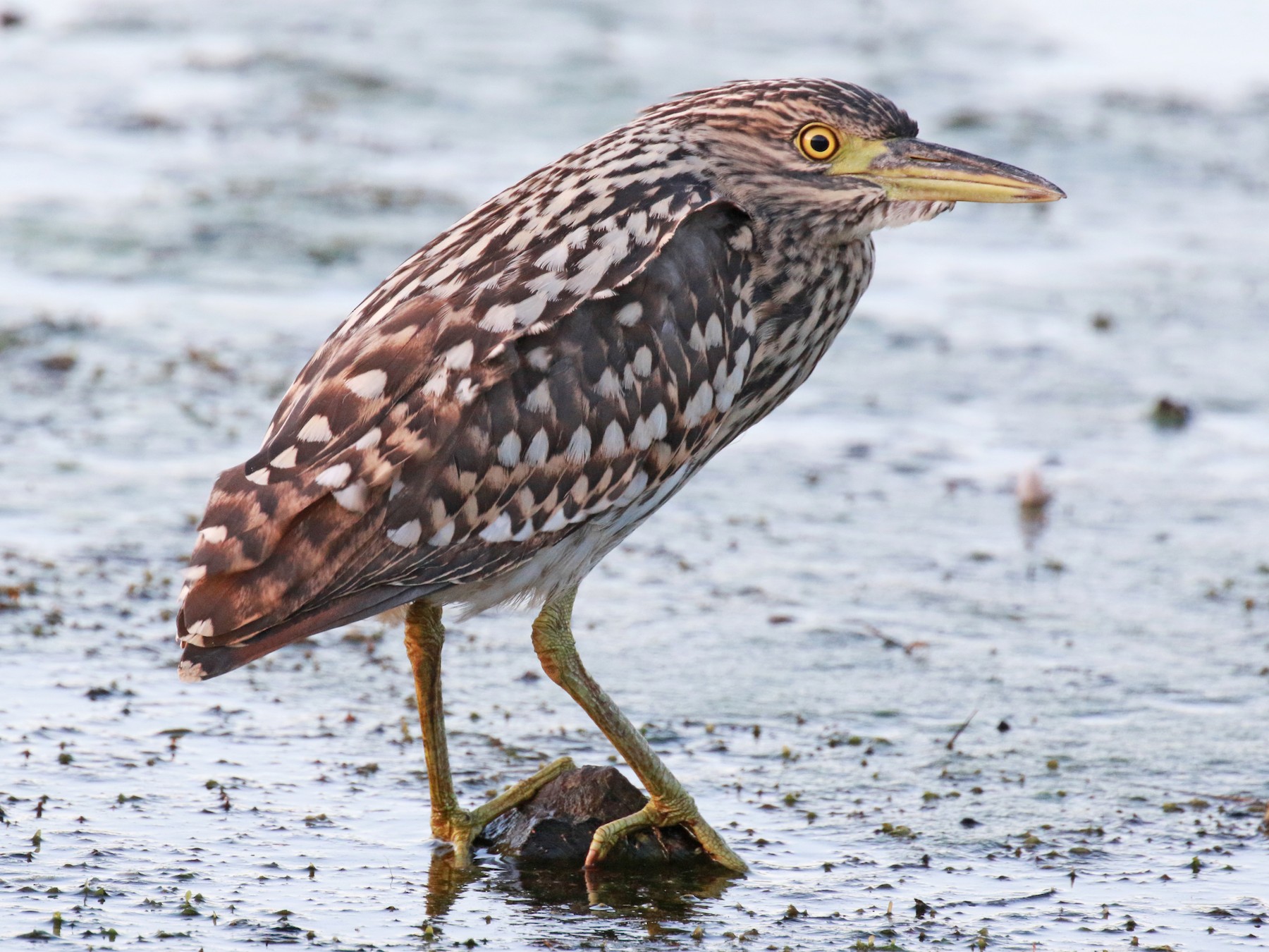 Nankeen Night-Heron - eBird
