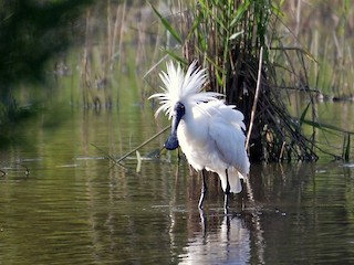 Royal Spoonbill - eBird