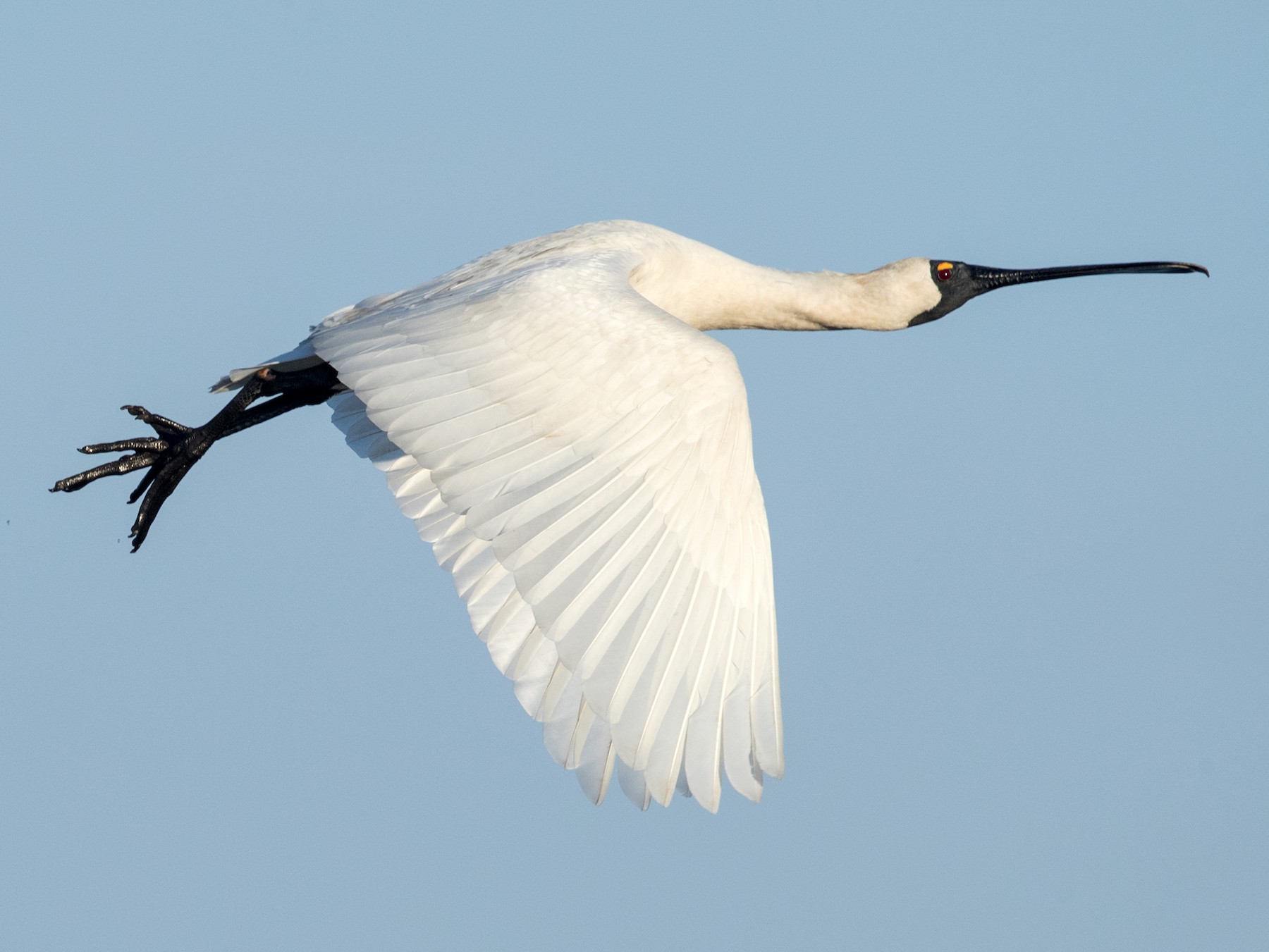 Spoonbill Flying