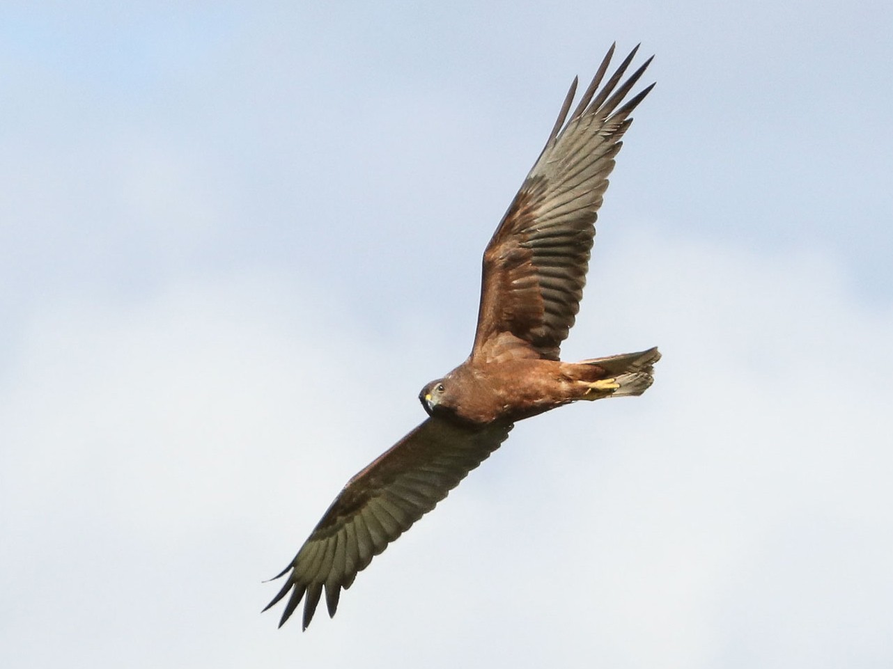 Swamp Harrier - eBird