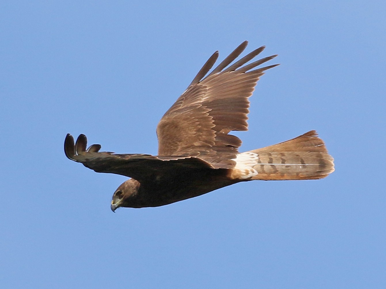 Swamp Harrier - eBird