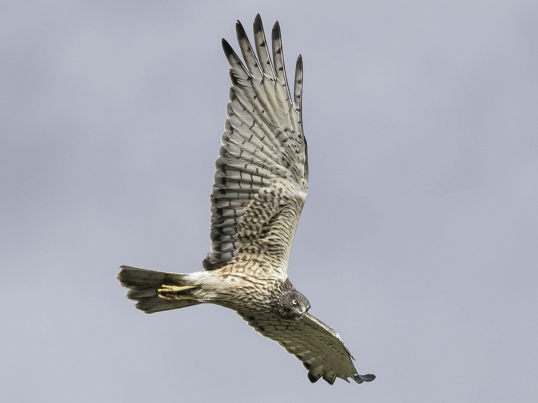 Swamp Harrier - eBird